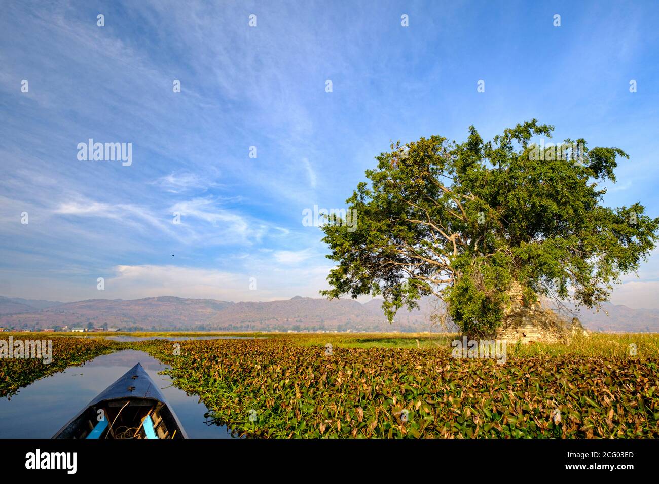 Banyan burma tree hi-res stock photography and images - Alamy