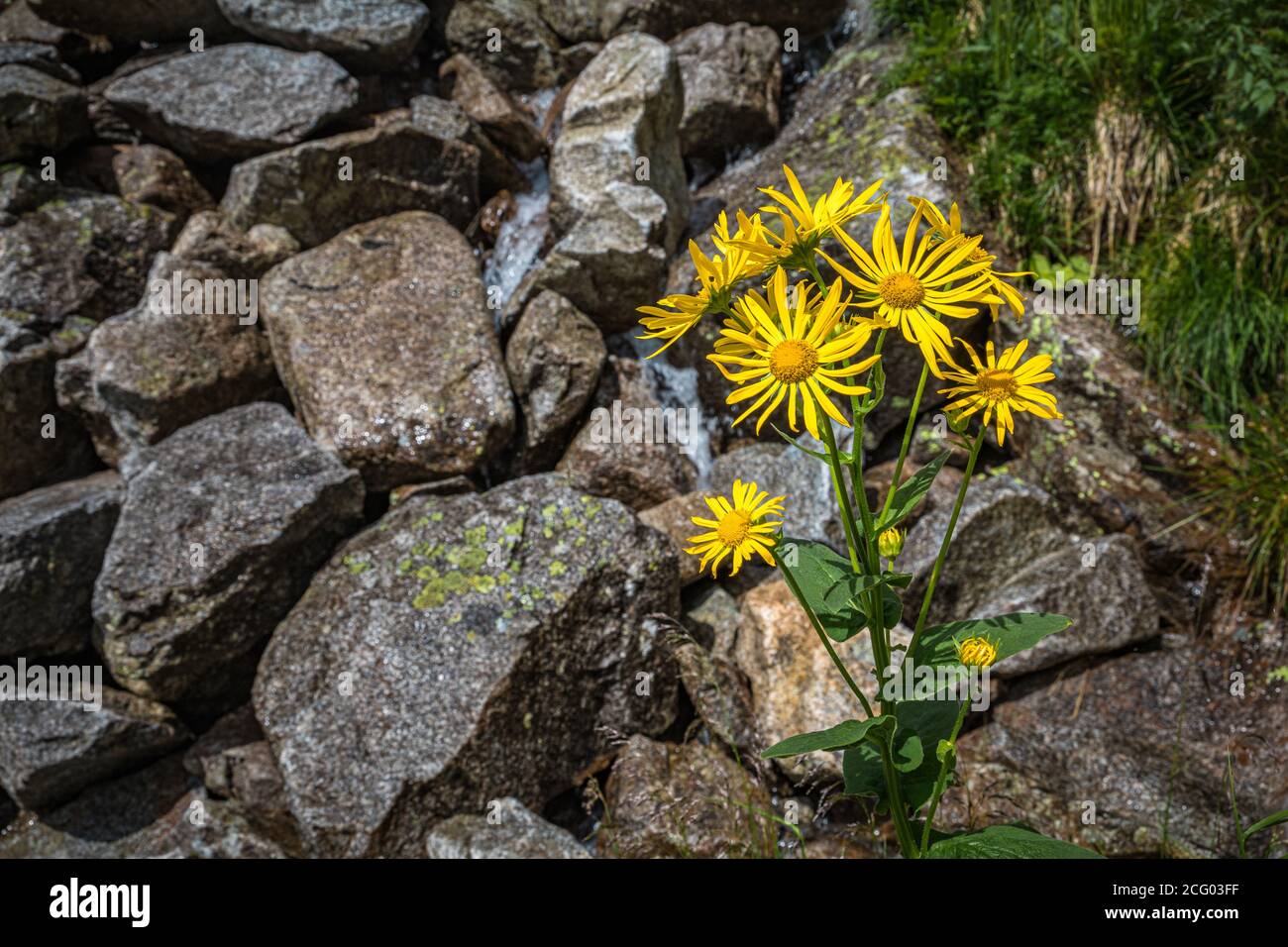 Yellow flowers growing from the ground in between rocks in Tatra ...