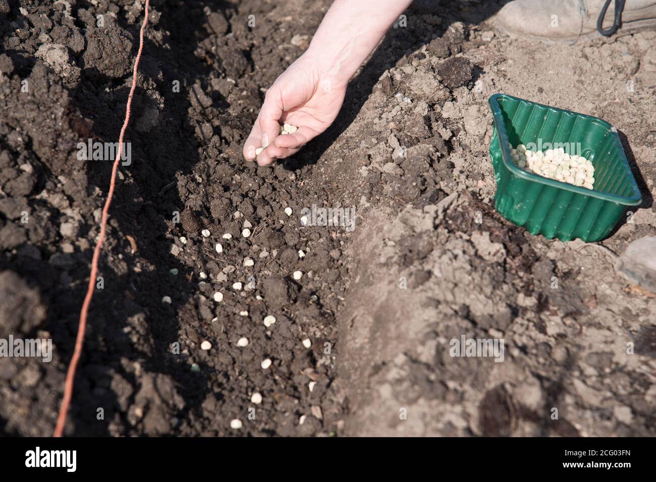Sowing peas, Early Onward, in a vegetable garden Stock Photo - Alamy