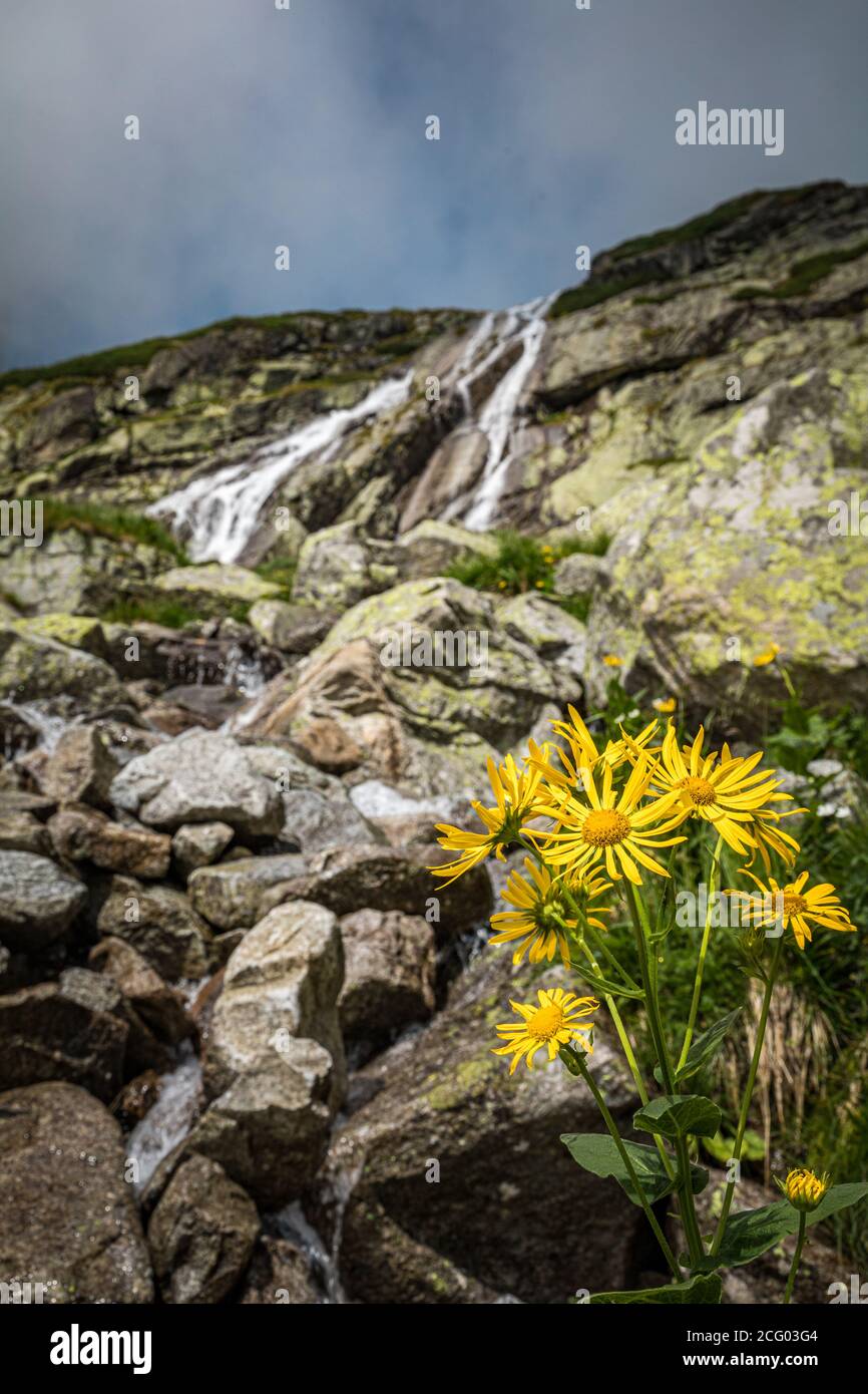 Yellow flowers growing from the ground in front of a waterfall in Tatra ...