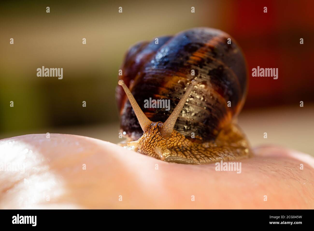 Pulmonata hi-res stock photography and images - Alamy