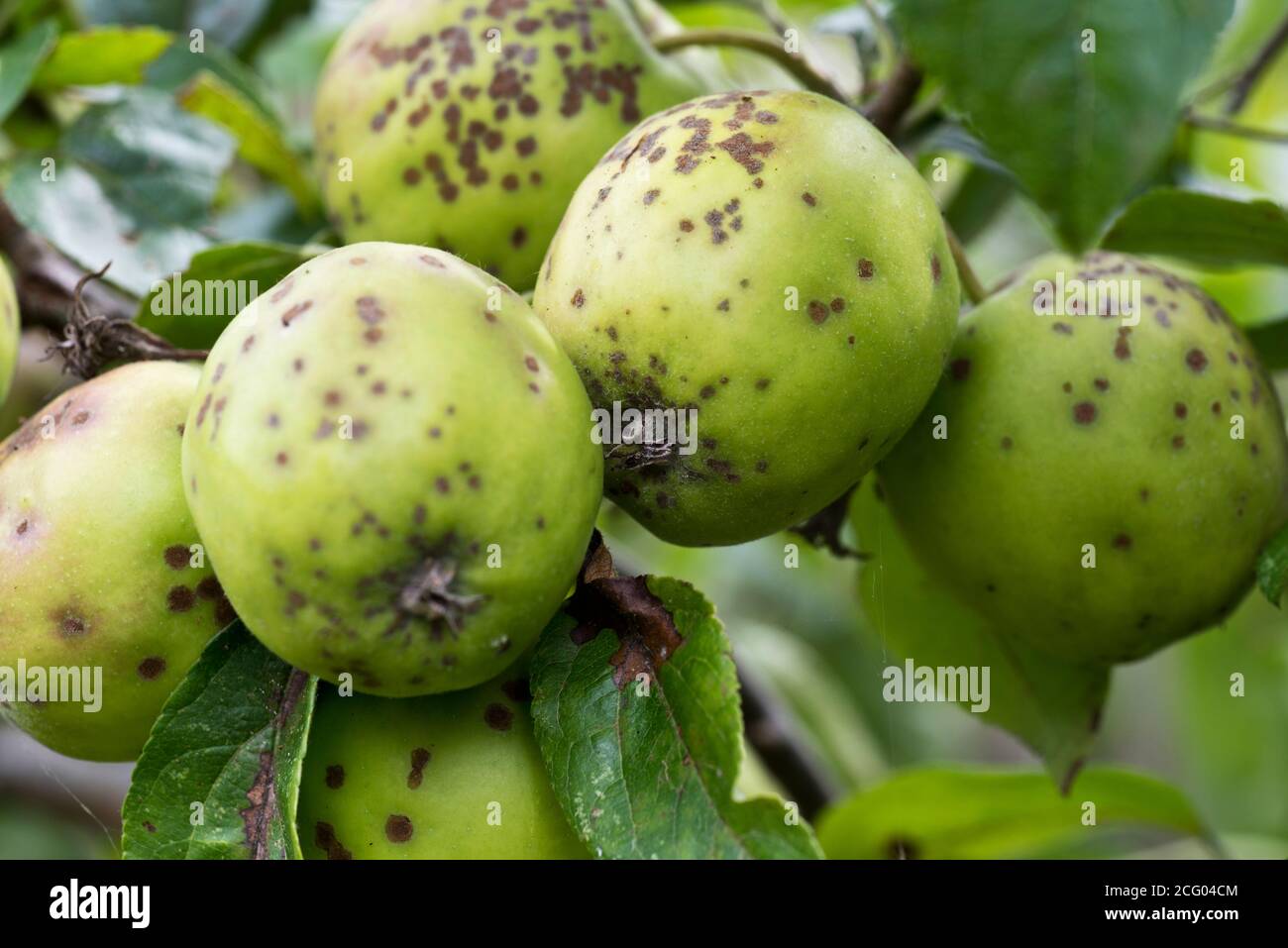 Apple Pit High Resolution Stock Photography and Images - Alamy