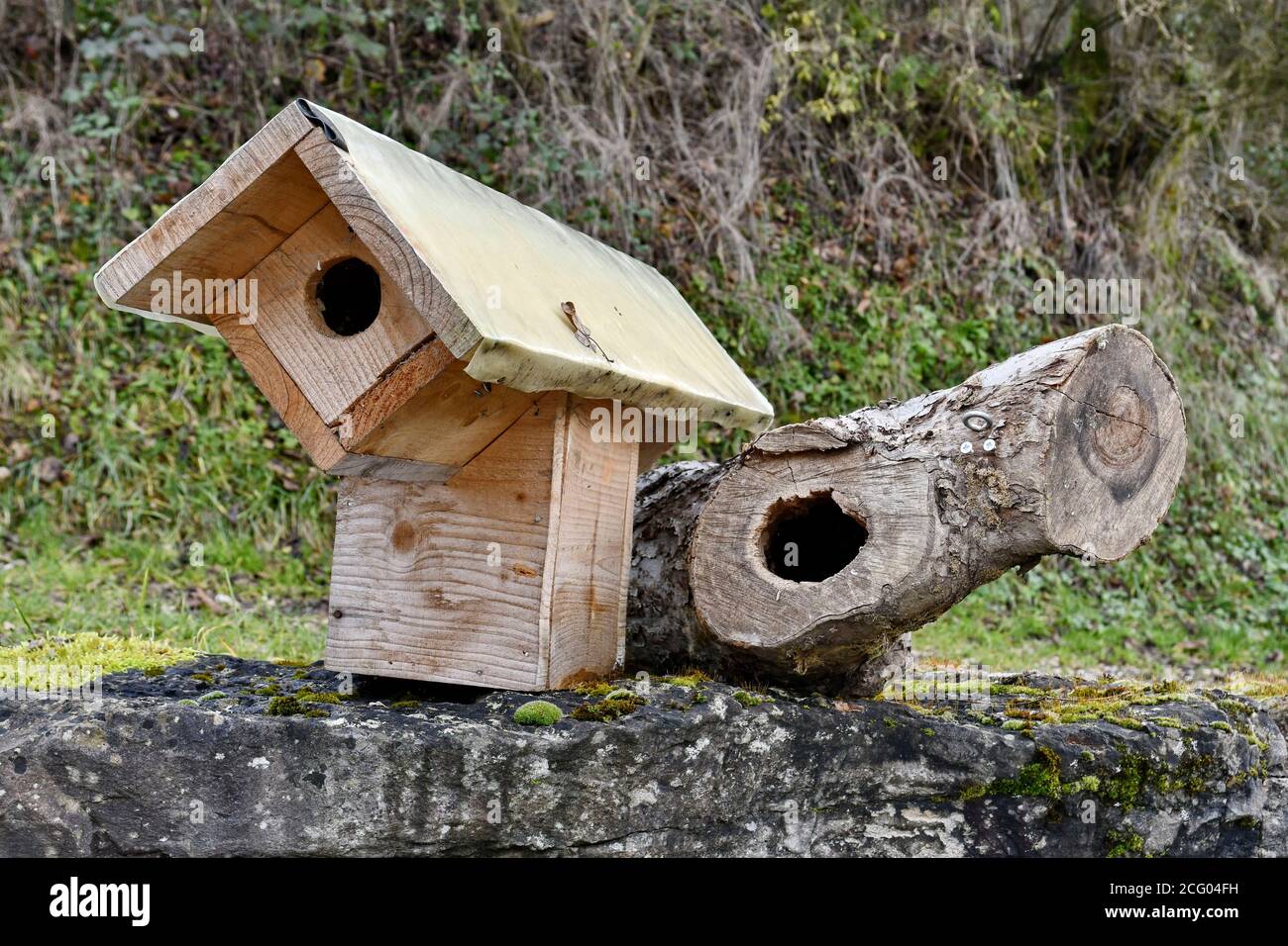 France, Doubs, wooden nesting boxes for Little Owls and hollow branch ...
