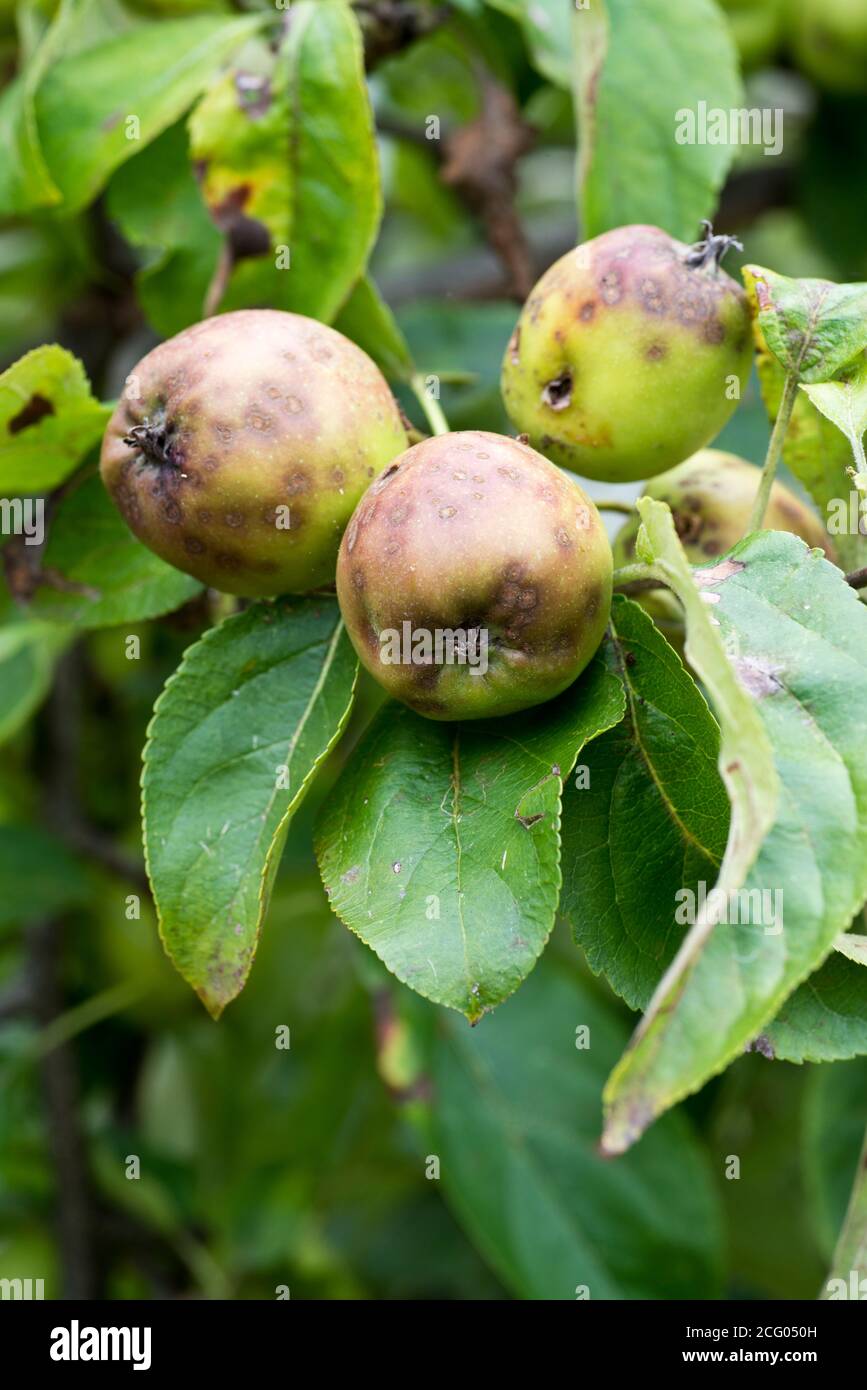 Bitter pit hi-res stock photography and images - Alamy