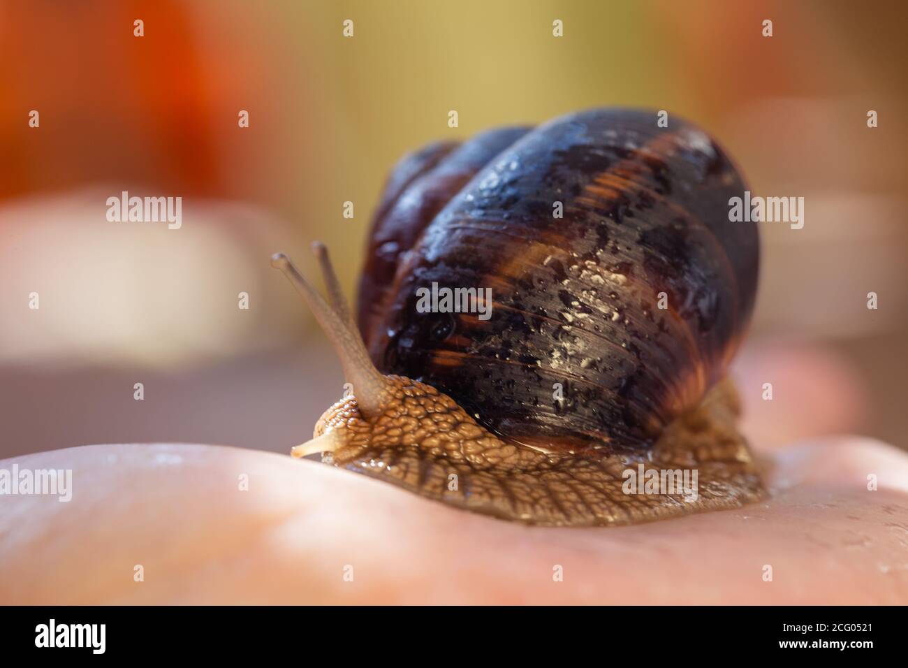 Snails Like Humans