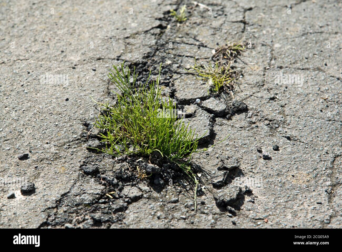The damaging effect of mare's tail growing through a tarmac pathway ...