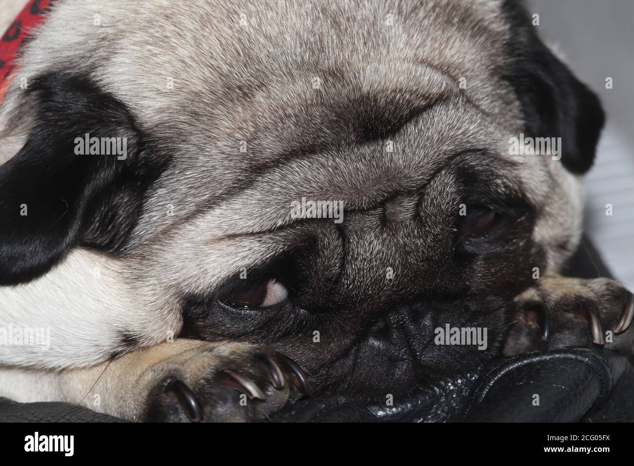 Female pug pictured close up Stock Photo - Alamy