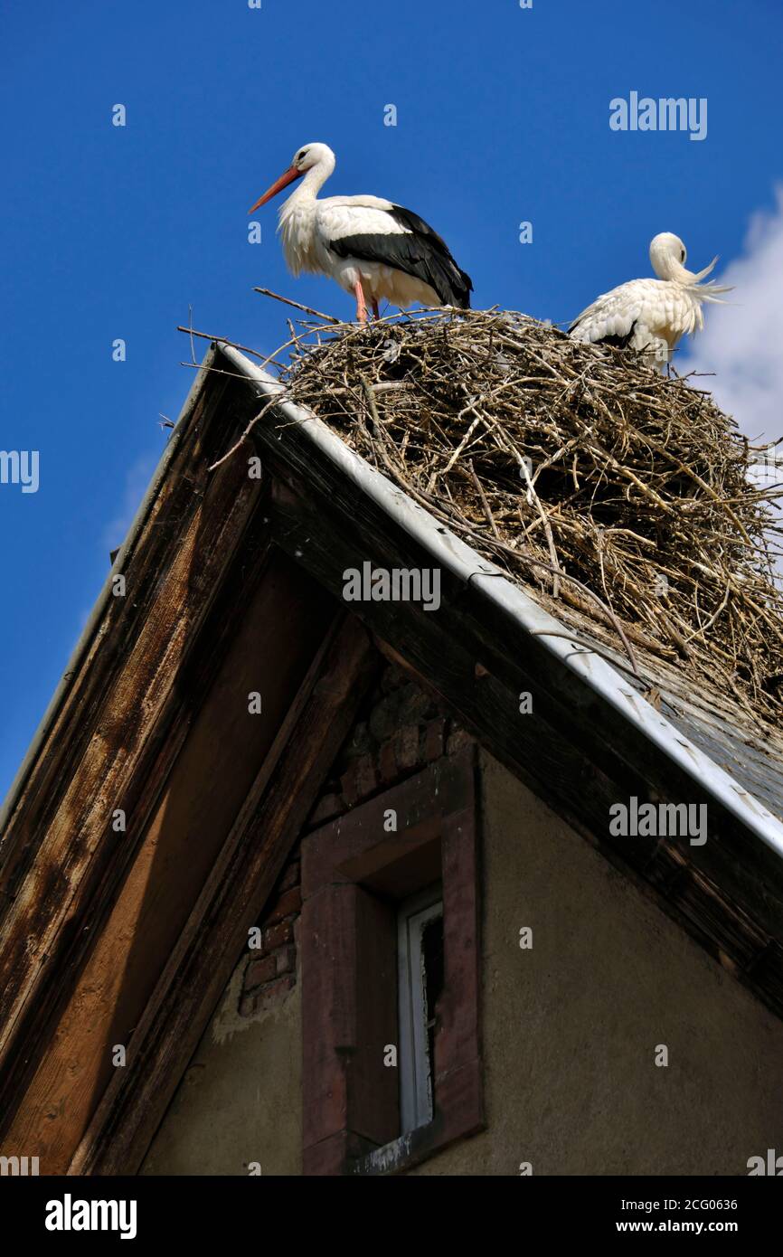France, Haut Rhin, Munster, former Saint Gregoire abbey, nest of white ...