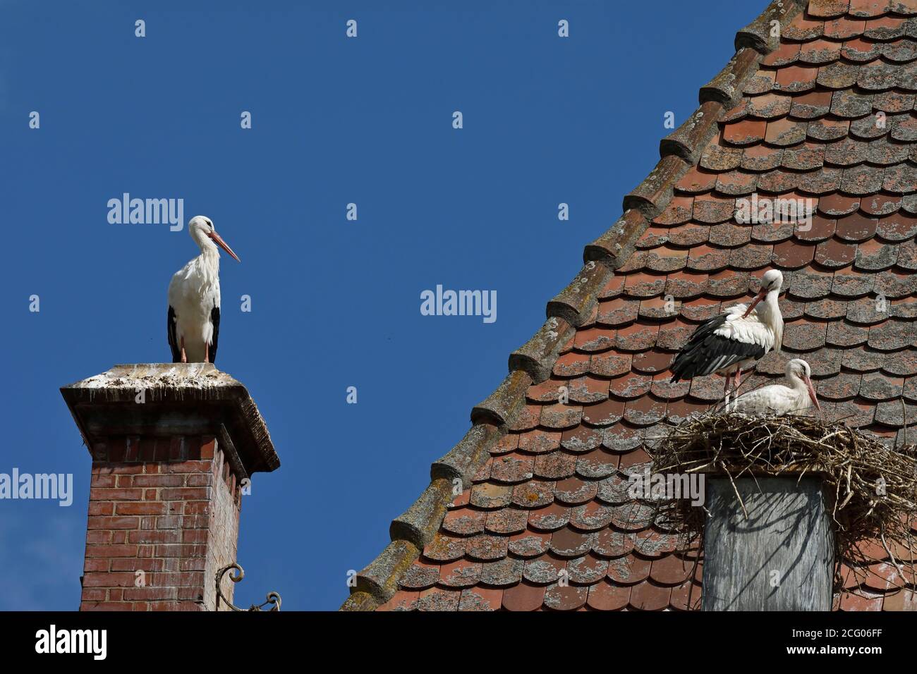France, Haut Rhin, Munster, former Saint Gregoire abbey, nest of white ...