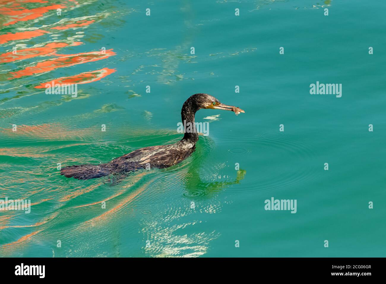 Cormoran diving hi-res stock photography and images - Alamy