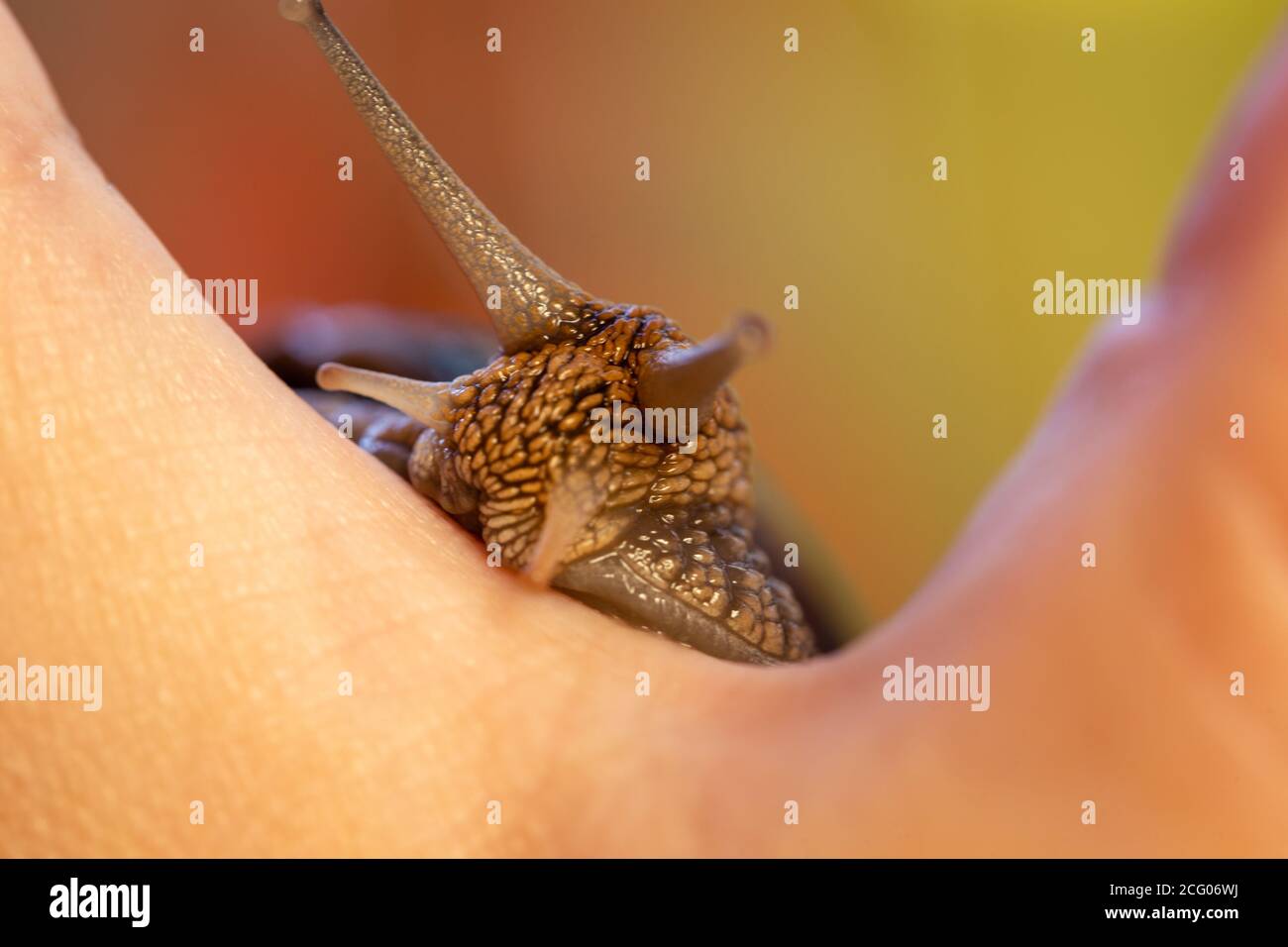 A large snail on a human hand. Pet, cosmetology and useful properties ...
