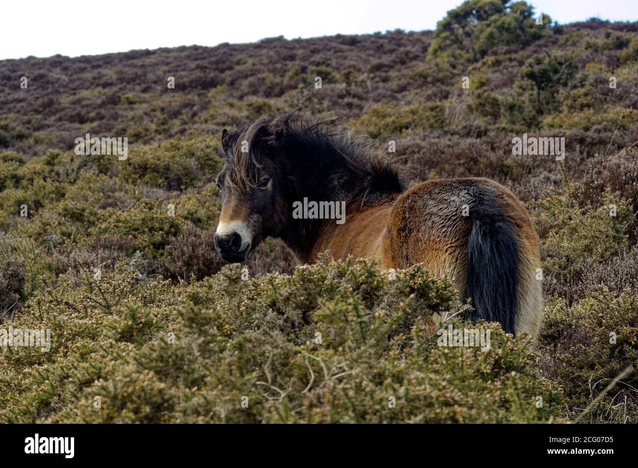 Exmoor pony stallion hi-res stock photography and images - Alamy