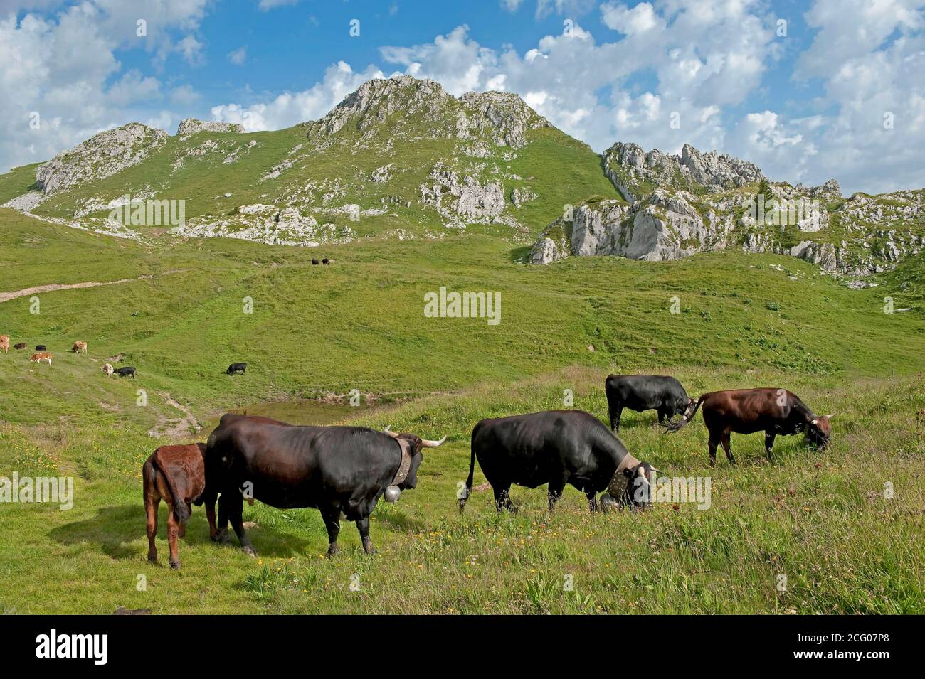 France, Haute Savoie, massif of the Chablais, herens herd of cows on ...