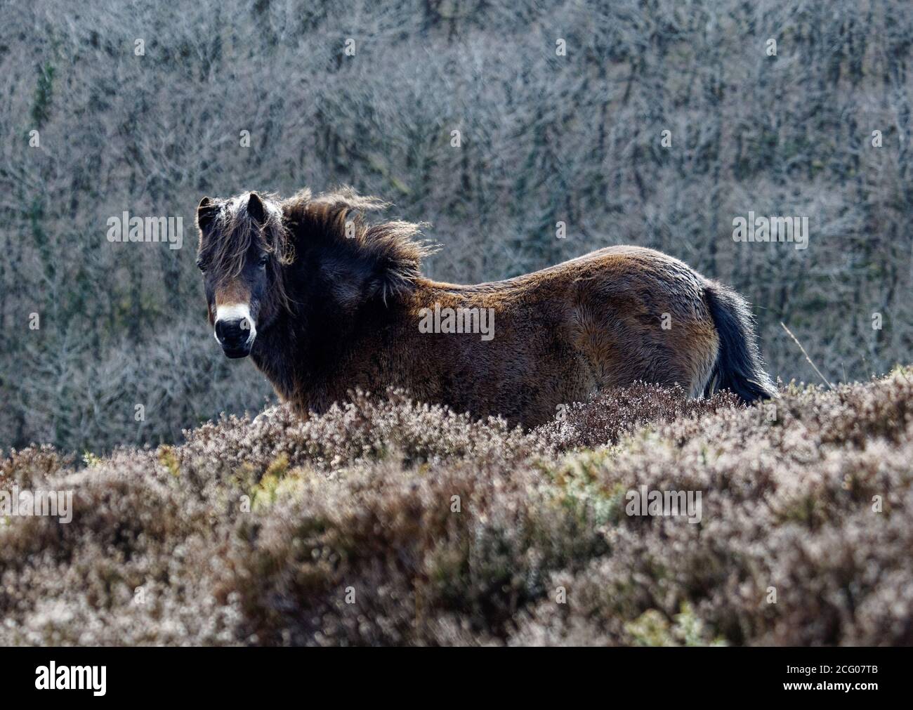Exmoor pony mare hi-res stock photography and images - Alamy