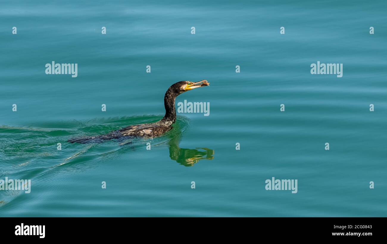 Cormoran diving hi-res stock photography and images - Alamy