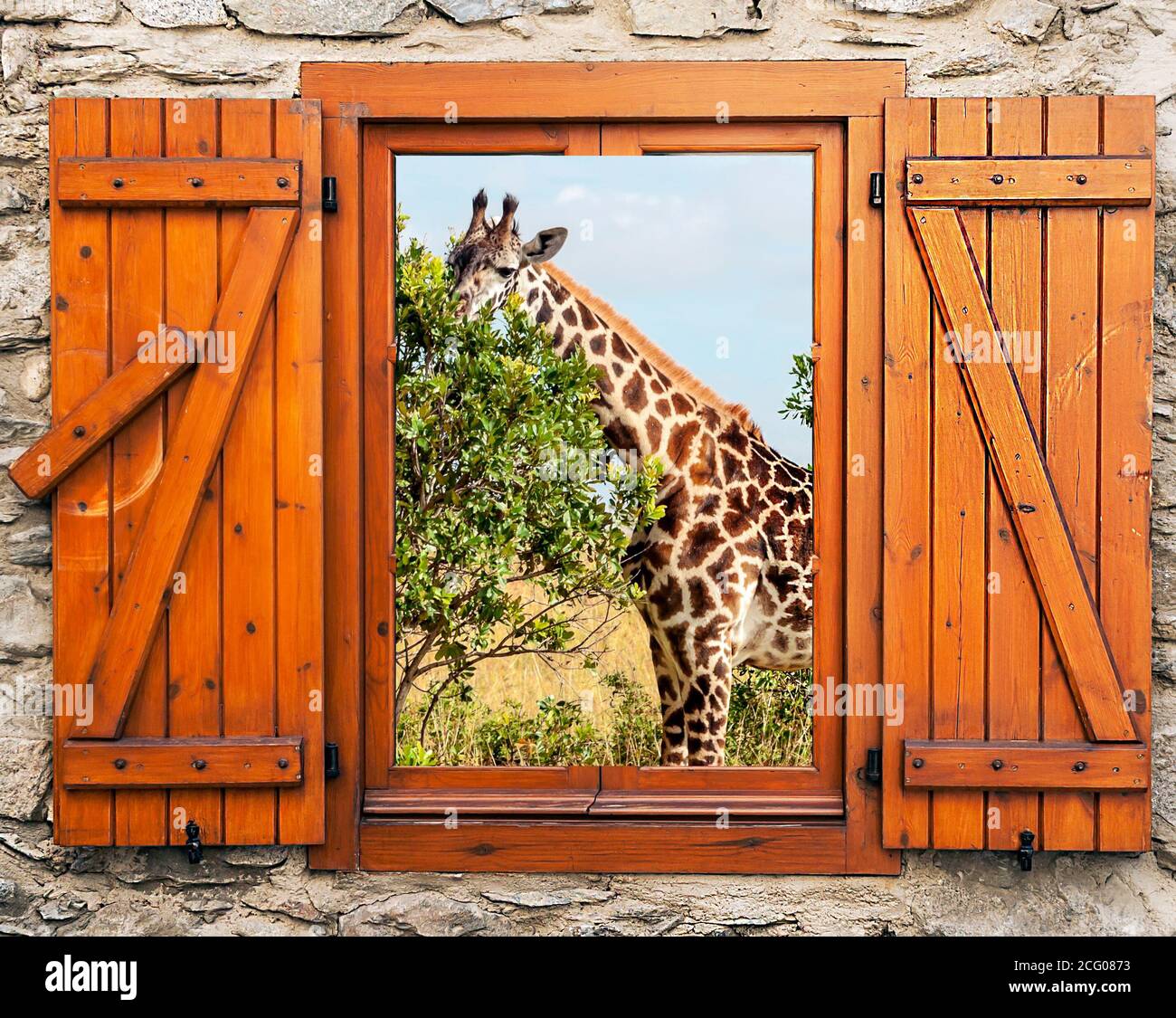 Giraffe In Window High Resolution Stock Photography and Images - Alamy
