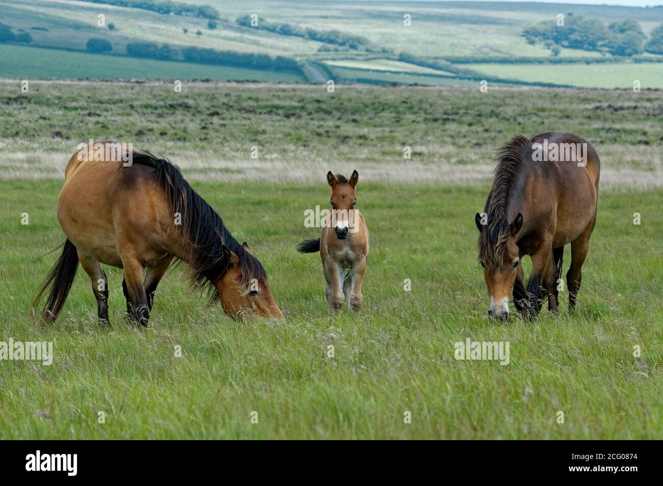 Exmoor Pony on Exmoor being used for conservation Stock Photo - Alamy