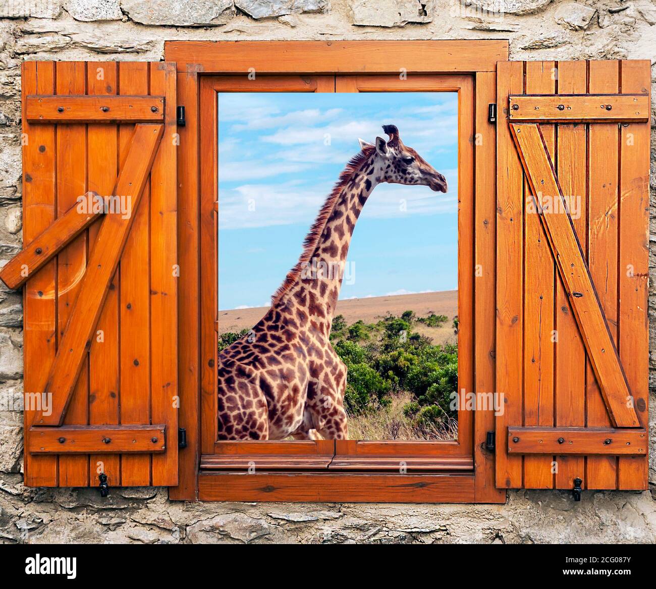 Giraffe In Window High Resolution Stock Photography and Images - Alamy