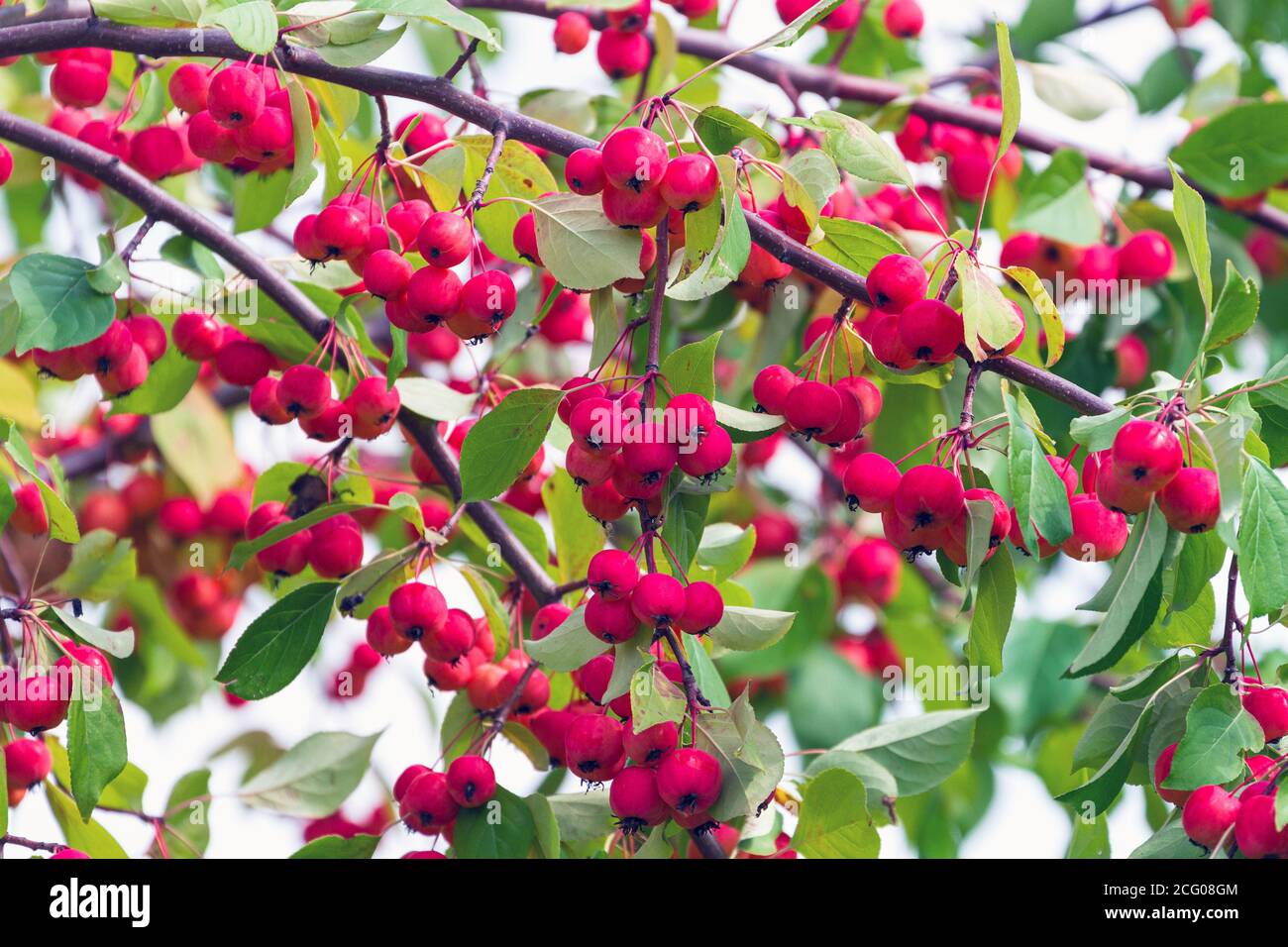 Ripe wild apples on the branches Stock Photo - Alamy