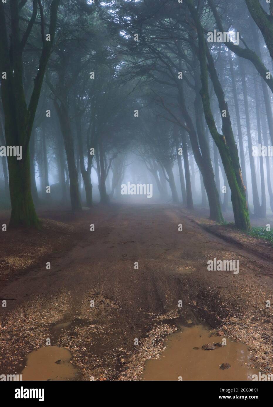 Path in a forest covered with mist. Arched tree branches Stock Photo ...