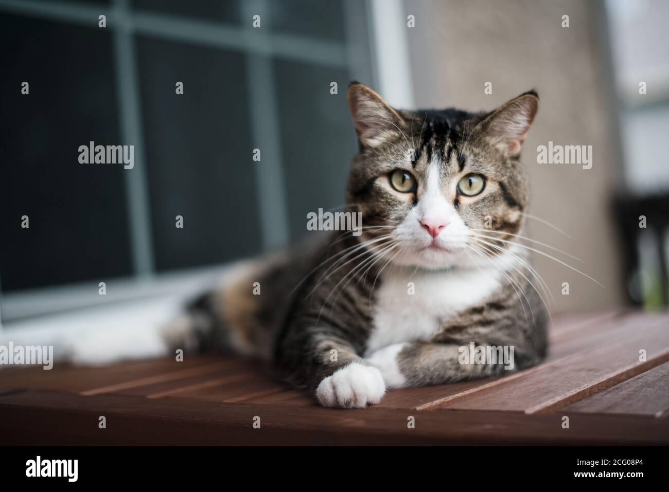 Laying on a table hi-res stock photography and images - Alamy