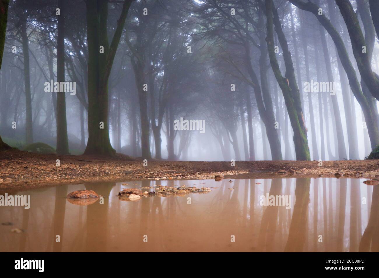 Path in a forest covered with mist. Arched tree branches Stock Photo ...