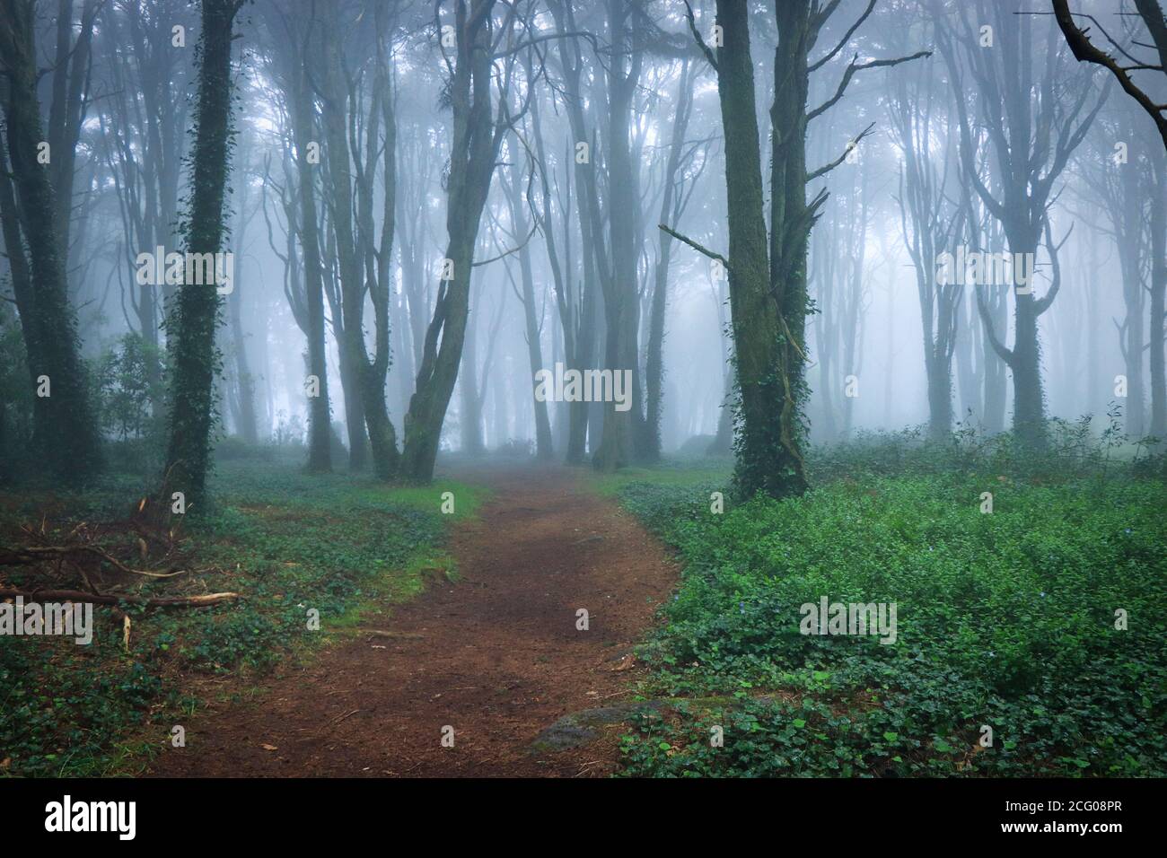 Amazing wood covered with mist Stock Photo - Alamy
