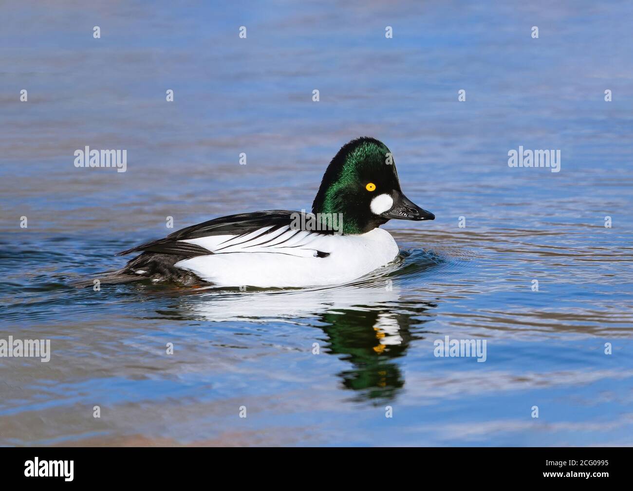 A beautiful Common Goldeneye duck with a tall, green, and expanded head ...