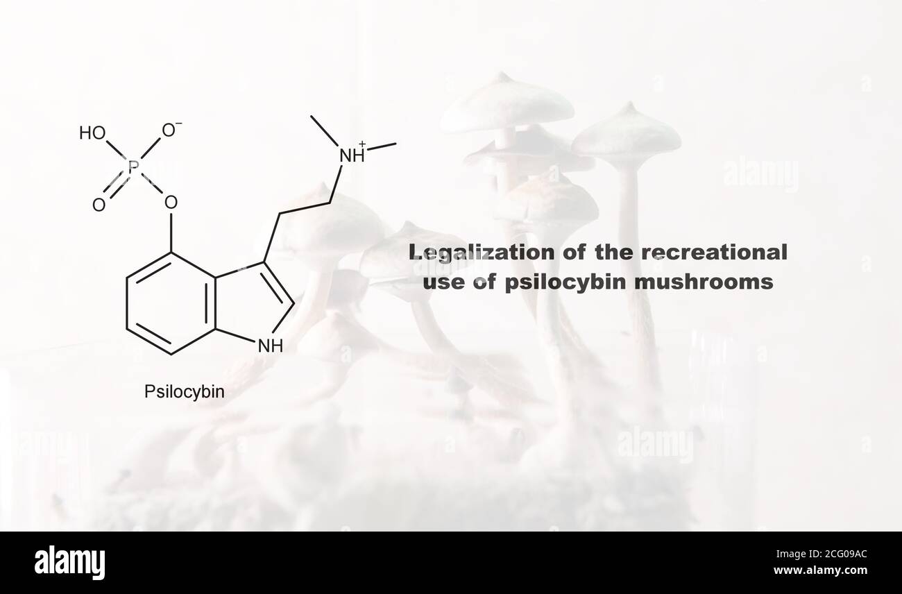 Legalization of the recreational use of psilocybin mushrooms ...
