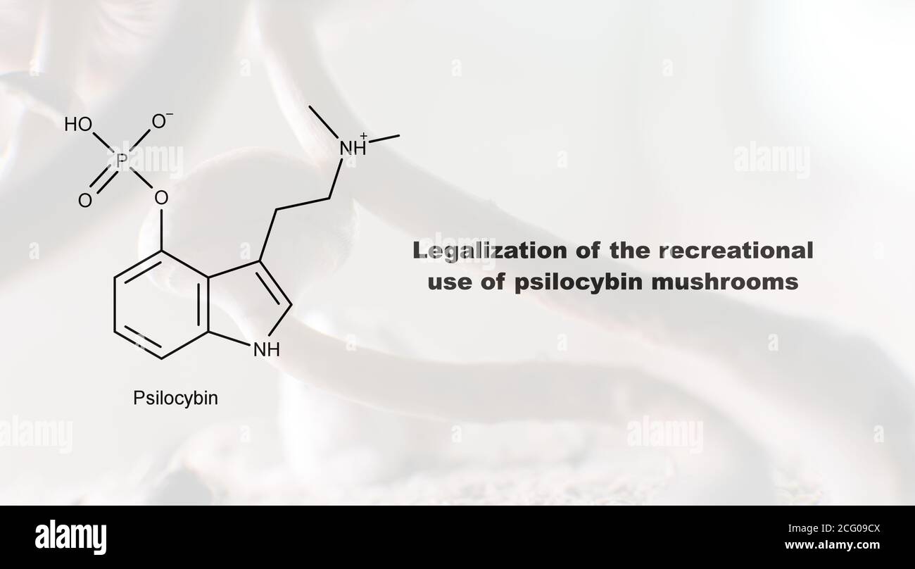 Legalization of the recreational use of psilocybin mushrooms ...
