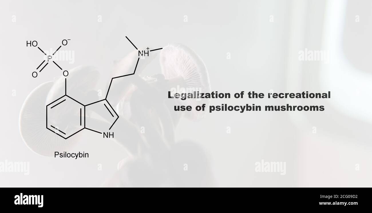 Legalization of the recreational use of psilocybin mushrooms ...