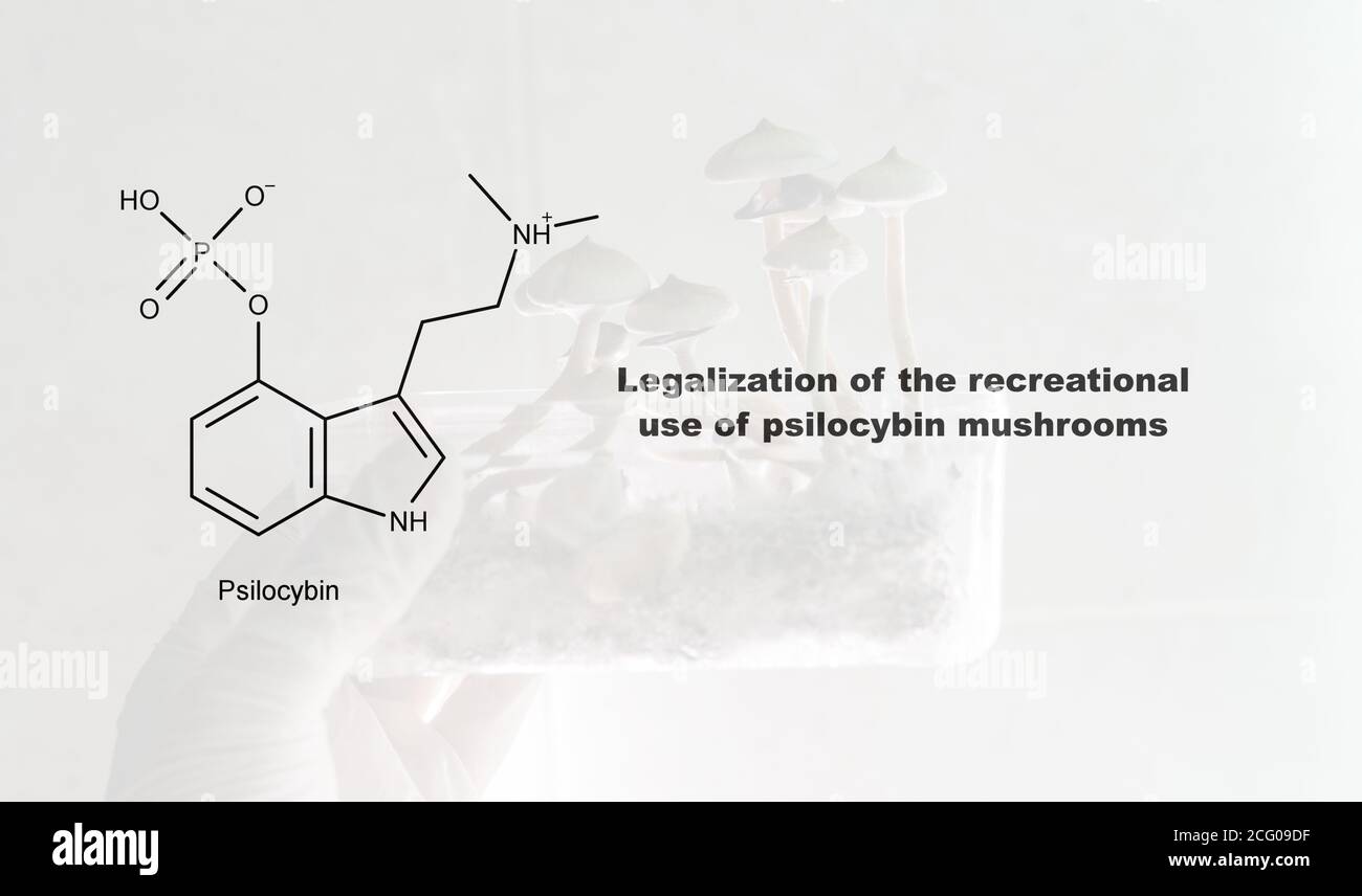 Legalization of the recreational use of psilocybin mushrooms ...