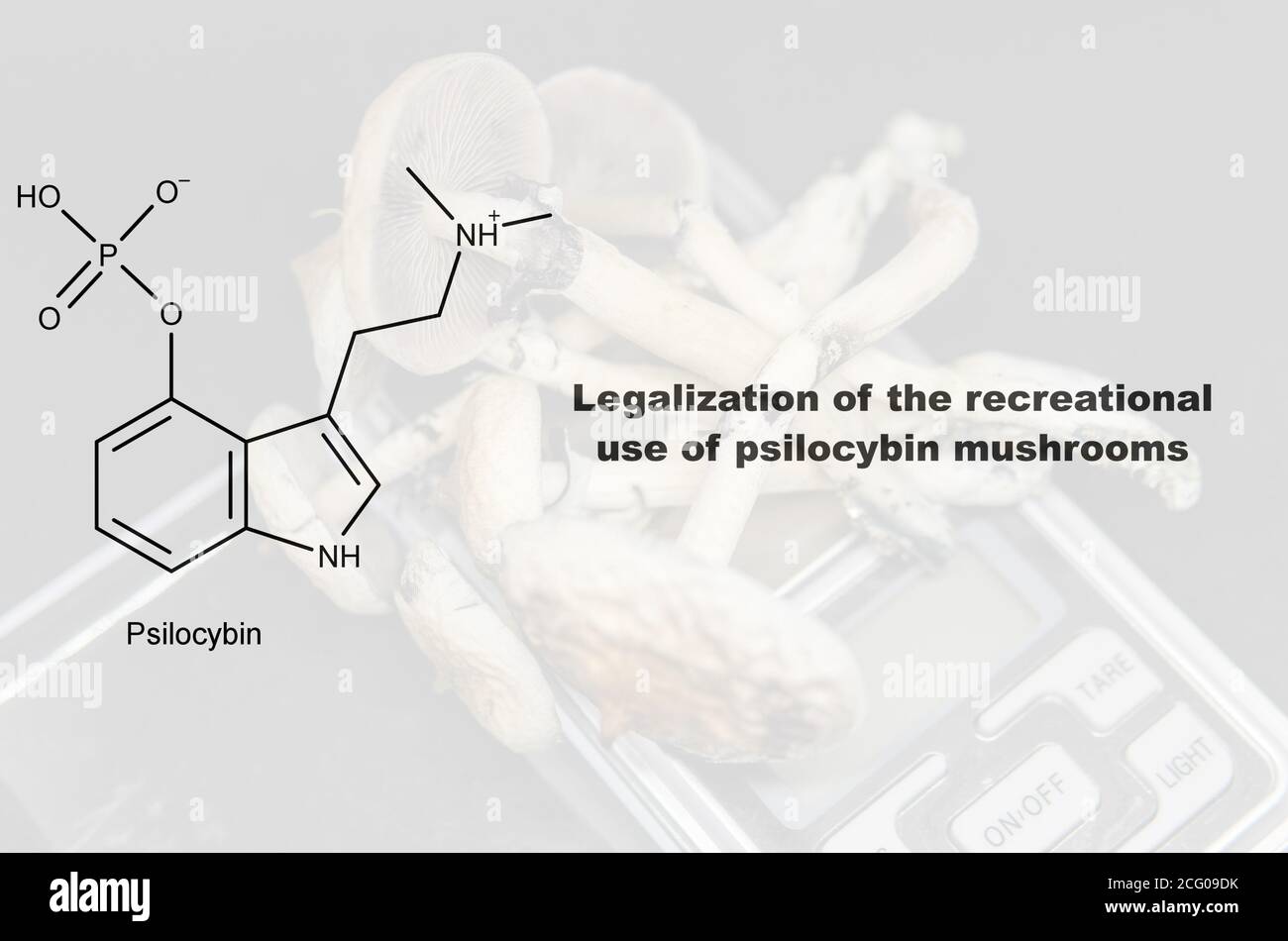Legalization of the recreational use of psilocybin mushrooms ...