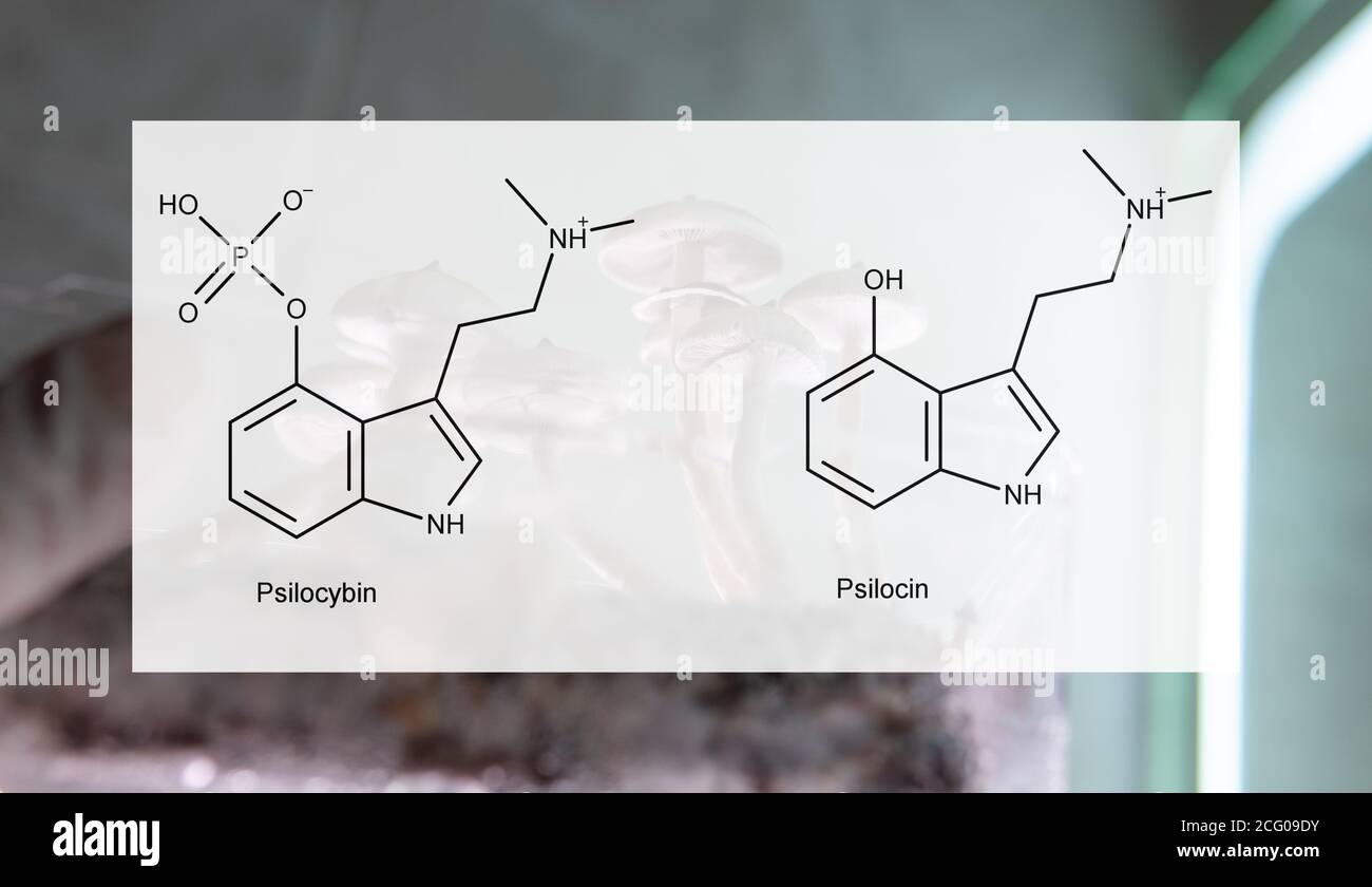 the medical effects of psilocybin and psilocin on the psychological and ...