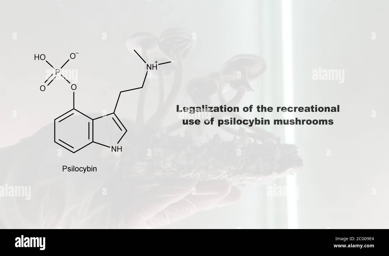 Legalization of the recreational use of psilocybin mushrooms ...