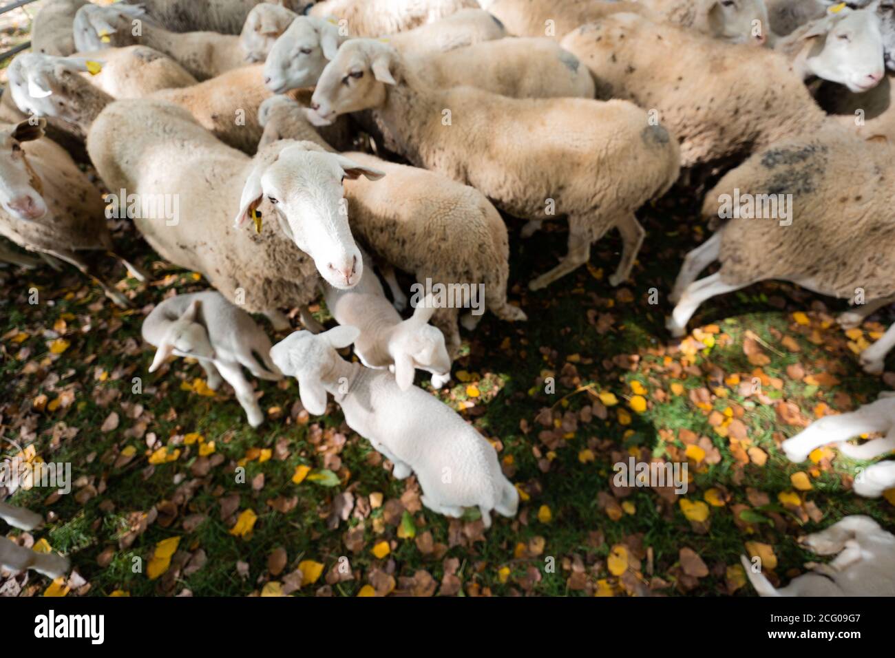 Valle de hojas hi-res stock photography and images - Alamy