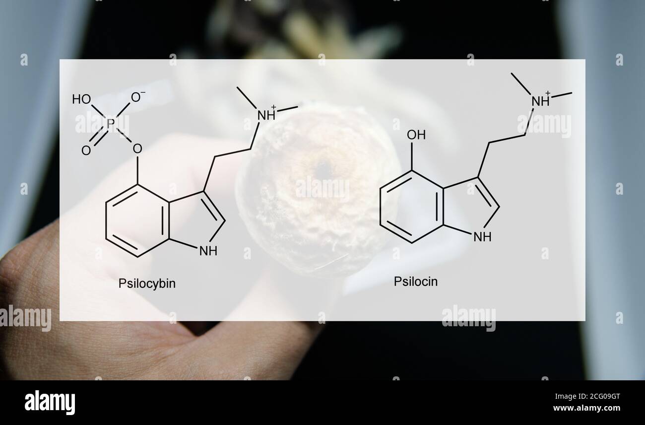 the medical effects of psilocybin and psilocin on the psychological and ...