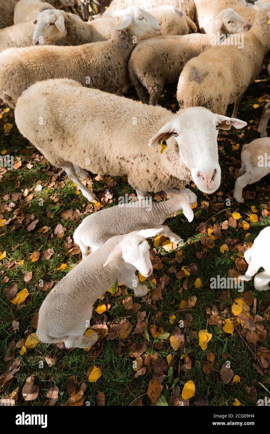Valle de hojas hi-res stock photography and images - Alamy