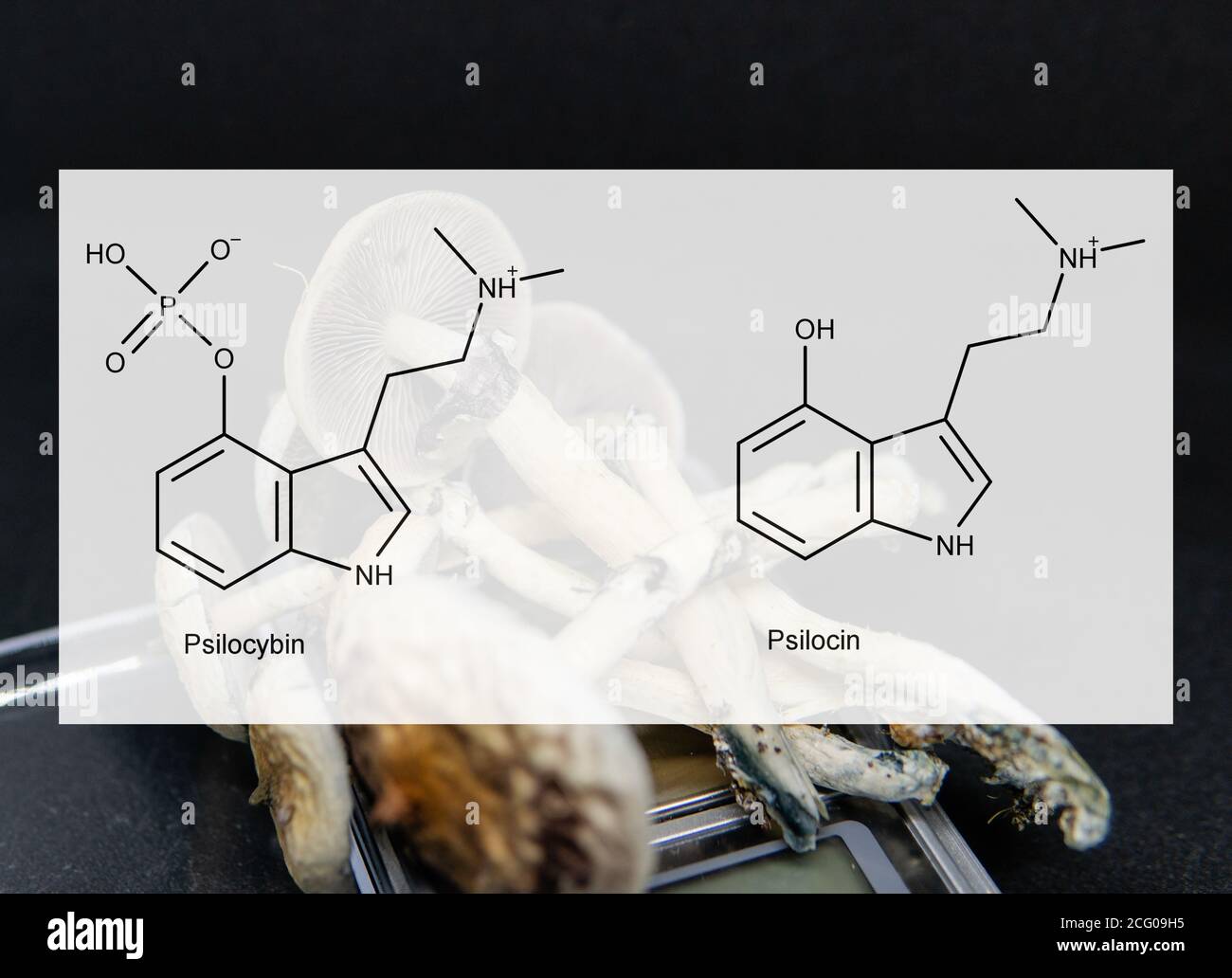 the medical effects of psilocybin and psilocin on the psychological and ...