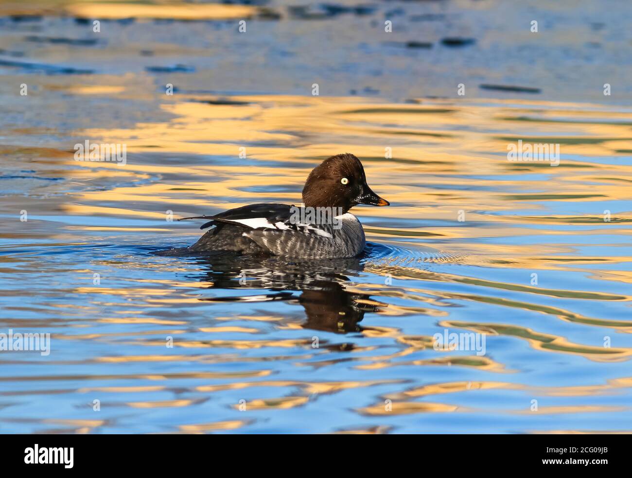 A female Common Goldeneye looks back as she floats in a Winter lake at ...