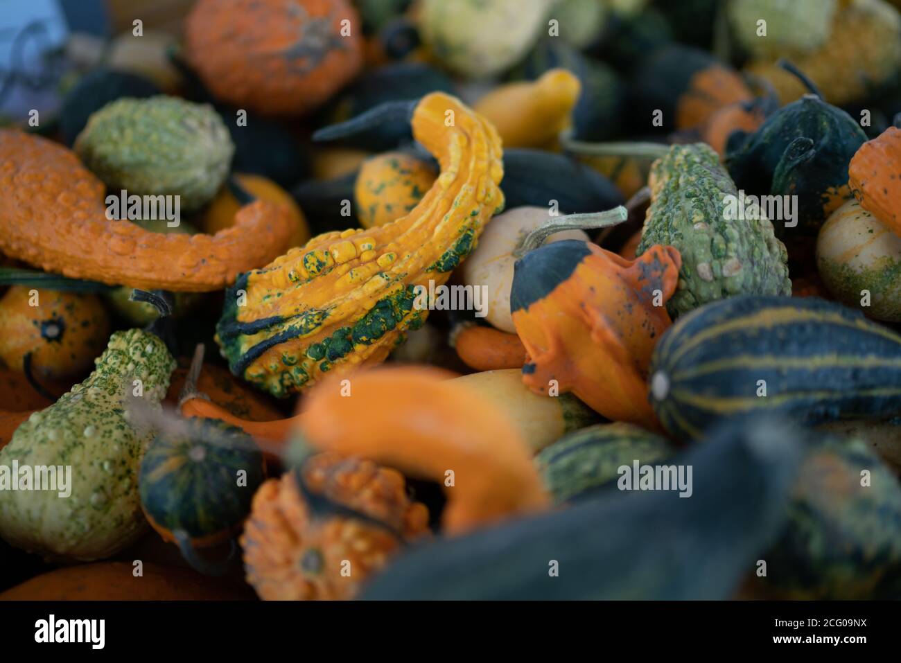 Different colored pumpkins hi-res stock photography and images - Alamy