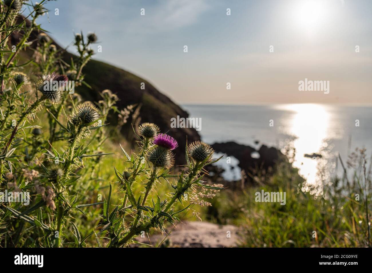 Shore thistle hi-res stock photography and images - Alamy