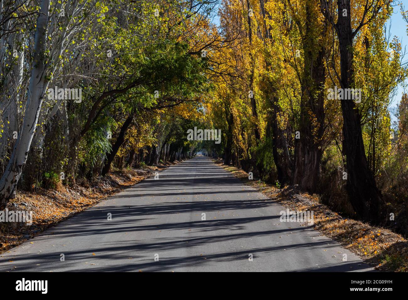 Trees and street in mendoza hi-res stock photography and images - Alamy