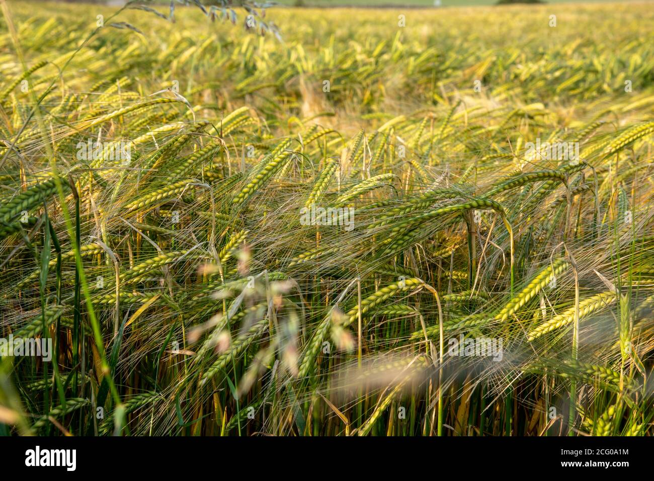Growing barley scotland hi-res stock photography and images - Alamy