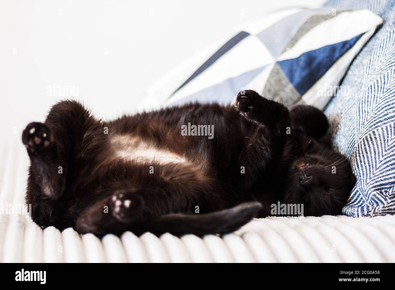 black cat sleeping on its back on gray sofa with decorative pillows ...