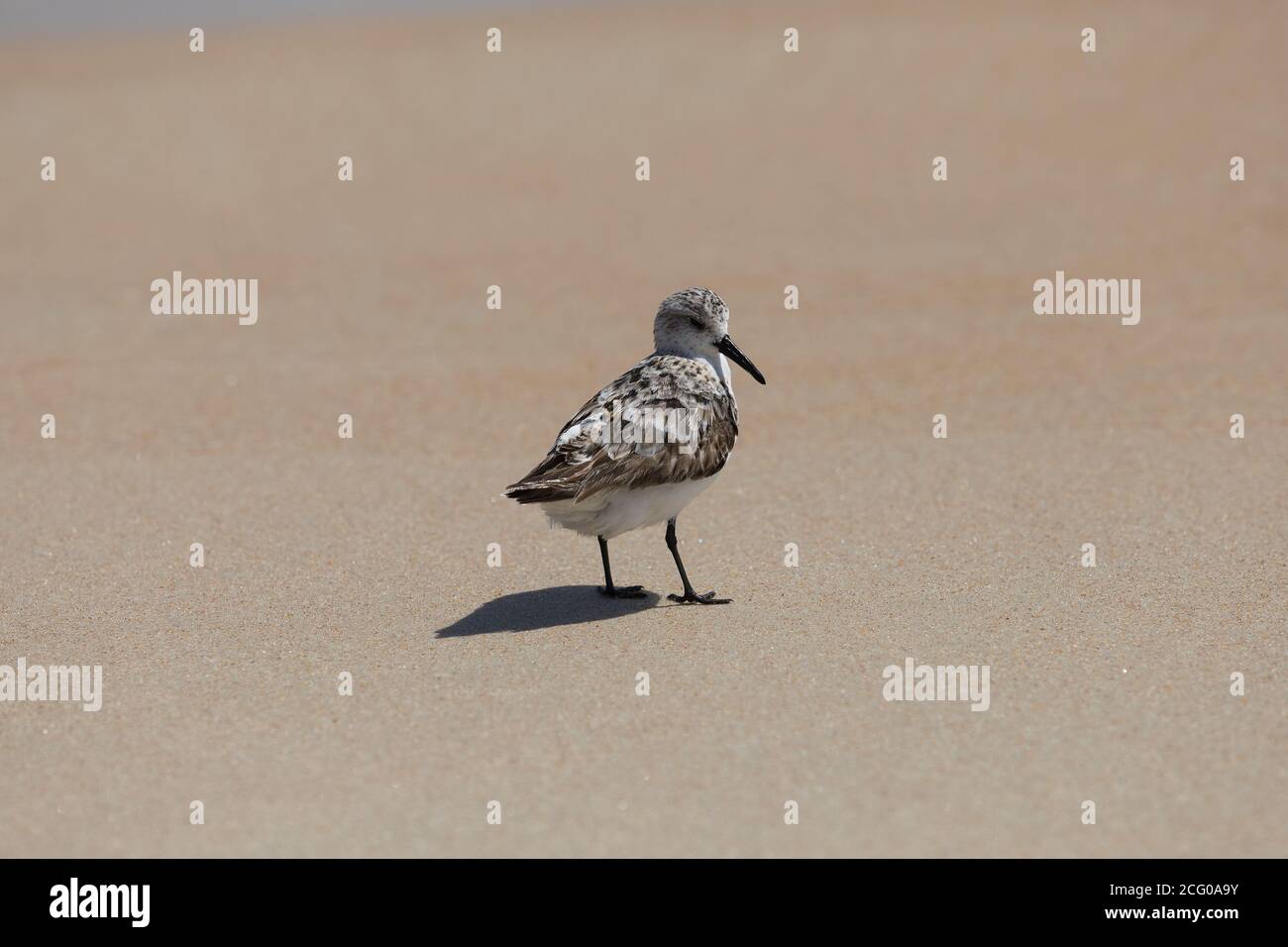 Non-breeding Sanderling at Ormond Beach in Florida Stock Photo - Alamy