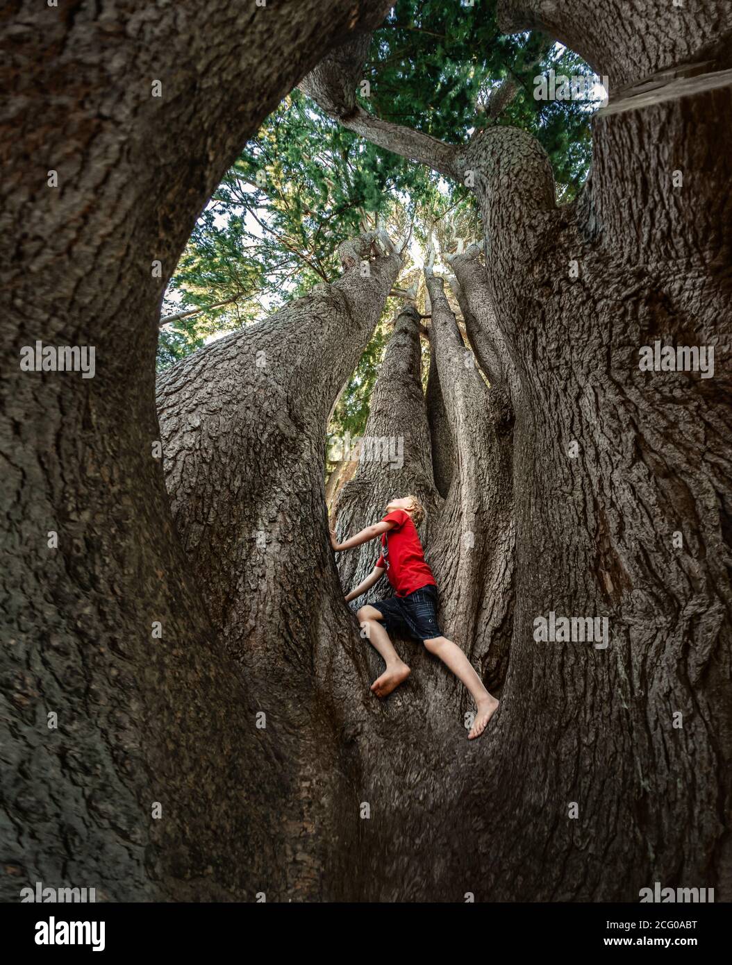 Boy climbing tree barefoot hi-res stock photography and images - Alamy