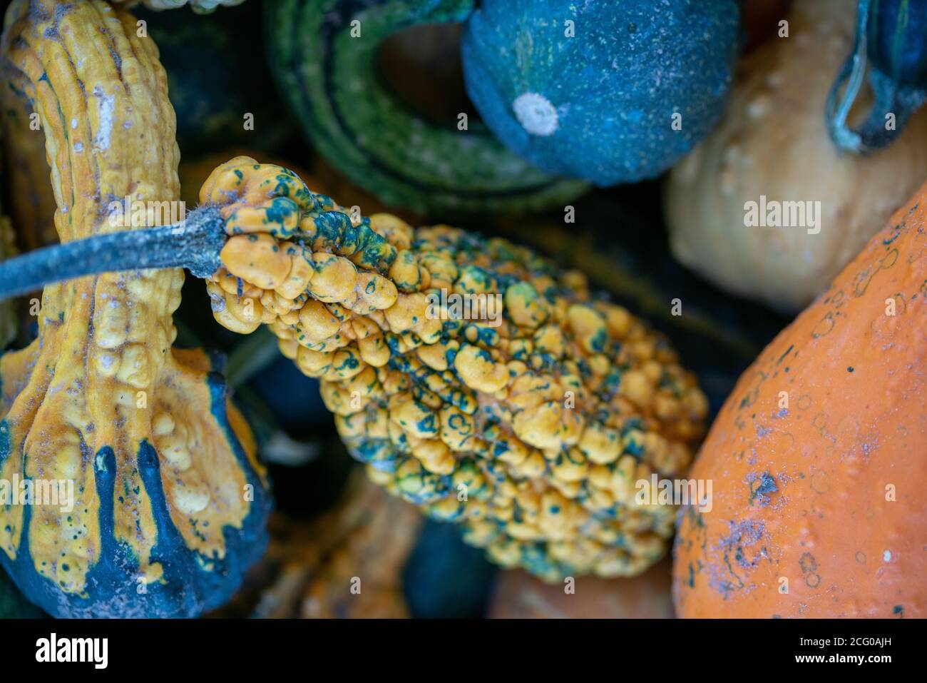 Yellow Pumpkin with bubbles on it Stock Photo - Alamy