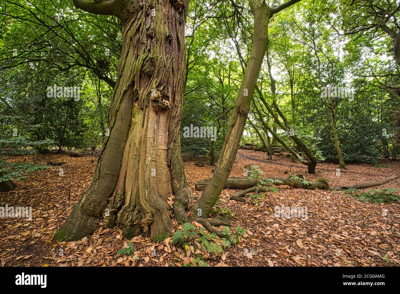 Old oak tree in The Greenway, Crewe Cheshire UK Stock Photo - Alamy