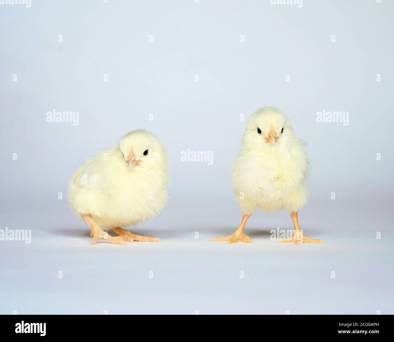 Easter baby chicks baby chickens hi-res stock photography and images ...